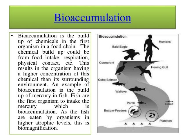Bioaccumulation
