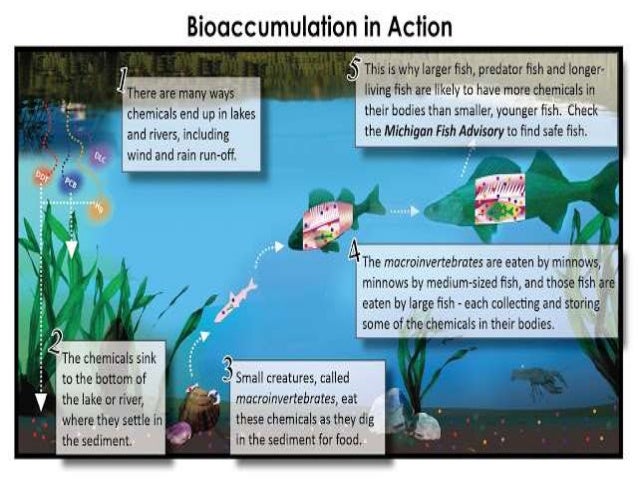 Bioaccumulation
