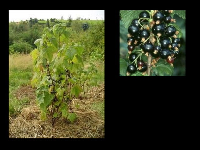Bioaccumulation in plants and animals.ppt | Environment | Science
