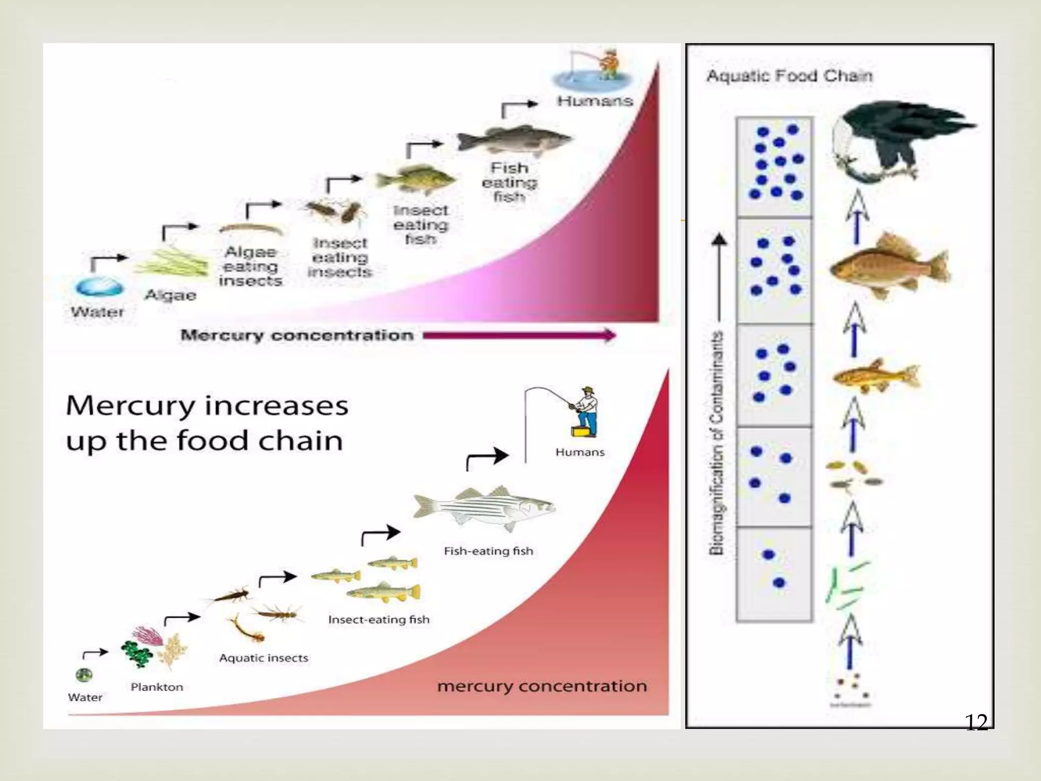 Bio-accumulation and-bio-magnification | PPTX