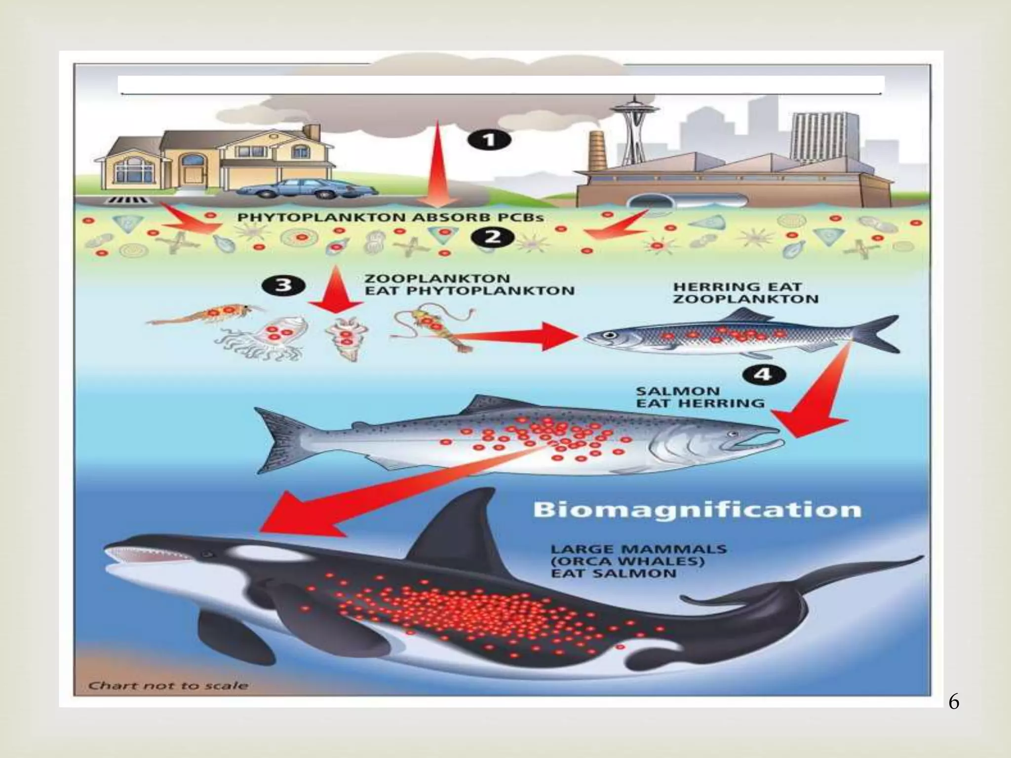 Bio-accumulation and-bio-magnification | PPTX