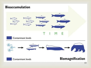 Bio-accumulation and-bio-magnification | PPTX