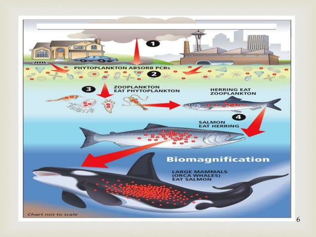 Bio-accumulation and-bio-magnification | PPTX | Chemistry | Science