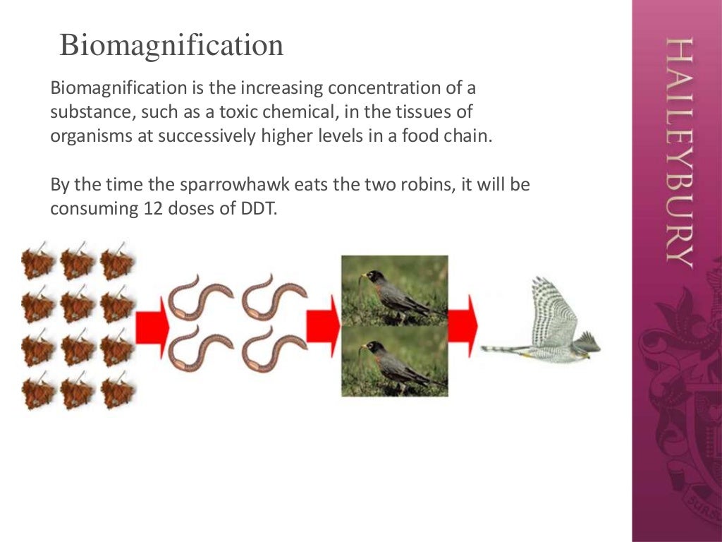 Bioaccumulation - Ecosystems