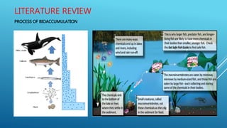 Bioaccumulation & biomagnifications | PPTX