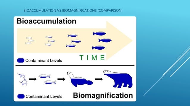 Bioaccumulation & biomagnifications | PPT