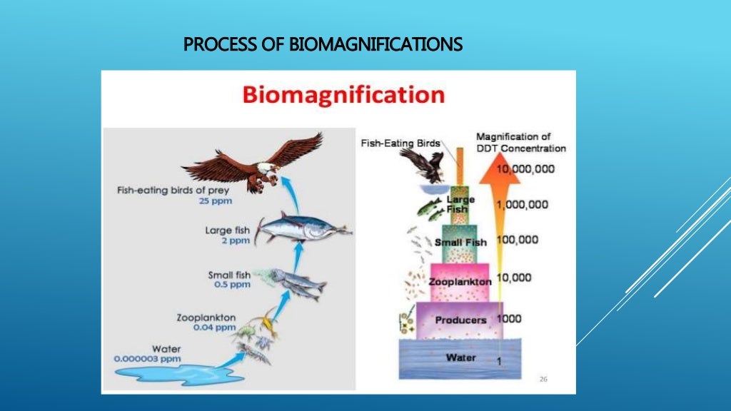Bioaccumulation & biomagnifications