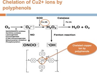 Bioactive compounds in alcoholic beverages and their role in human ...