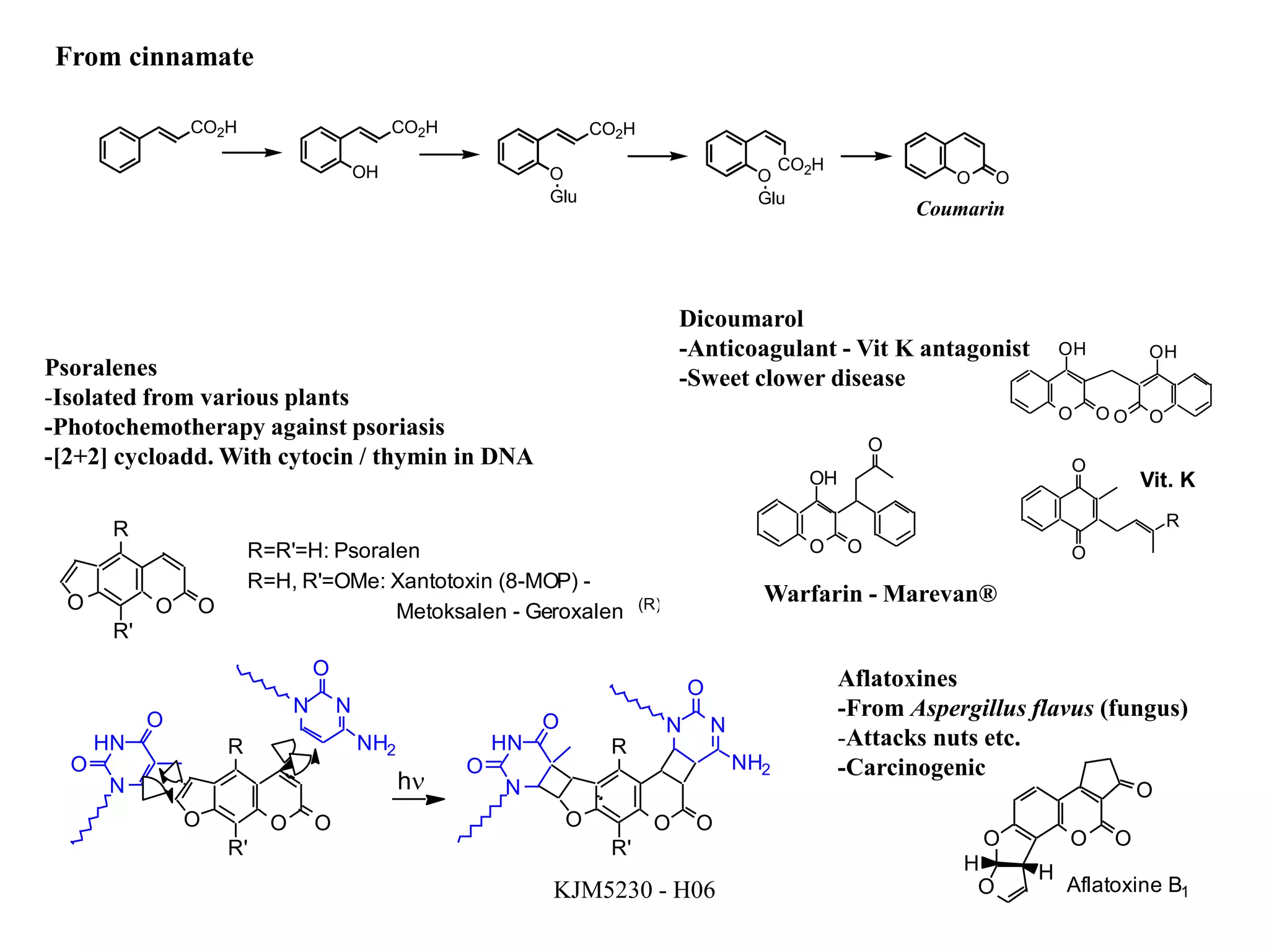 Bioactive compounds in plants.pptx