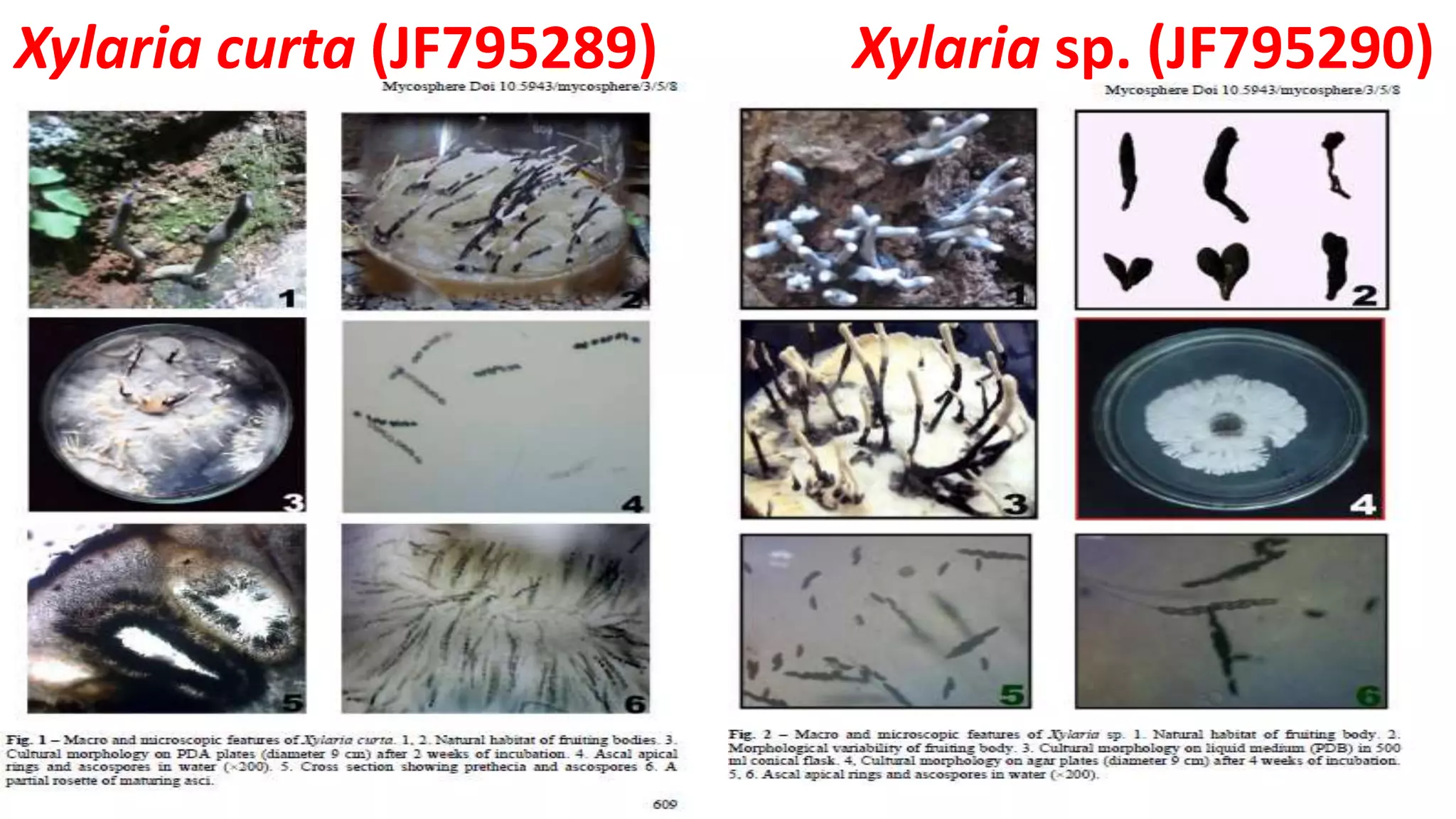 Bioactive potential of xylaria spp. | PPT