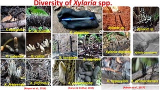 Bioactive potential of xylaria spp. | PPT