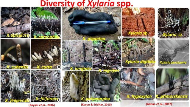 Bioactive potential of xylaria spp. | PPT