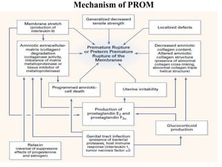 Bio activity of preterm labour | PPT