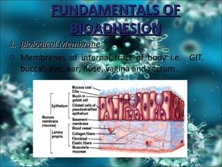 Bioadhesion | PPT