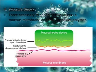 Bioadhesion : Introduction, Theories, fundamentals and models | PPT