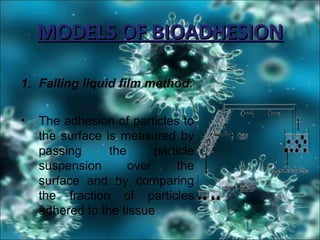 Bioadhesion : Introduction, Theories, fundamentals and models | PPT