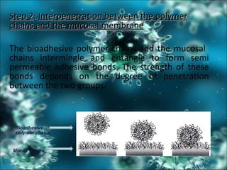 Bioadhesion : Introduction, Theories, fundamentals and models | PPT