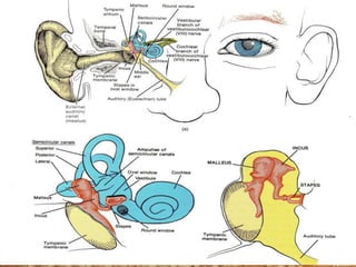 bioakustik oleh henri setiawan skep ners | PPT