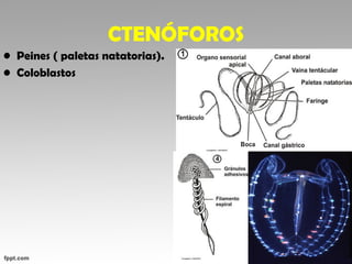 Sistemática Animal | PPT