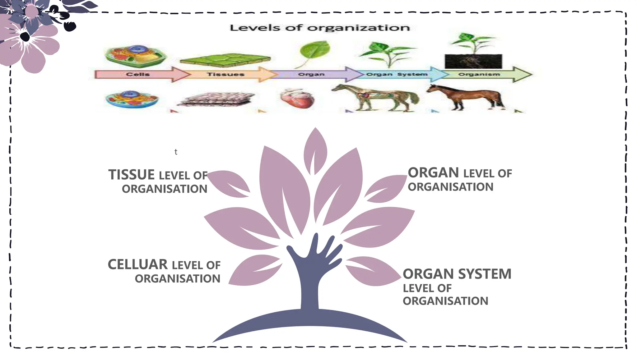 BIOLOGY ANIMAL KINGDOM CLASS. 11 NCERT.. | PPTX