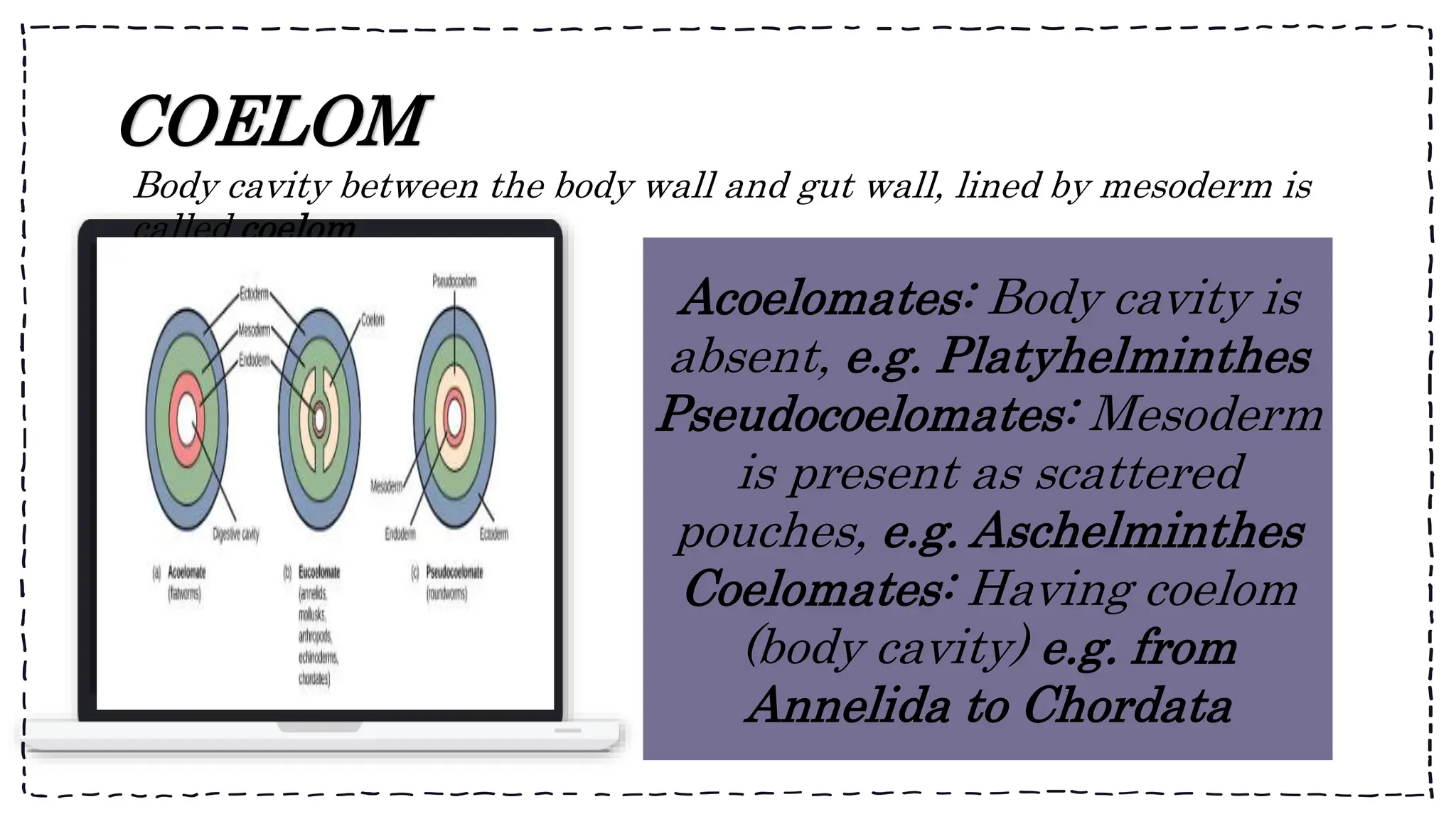 BIOLOGY ANIMAL KINGDOM CLASS. 11 NCERT.. | PPTX