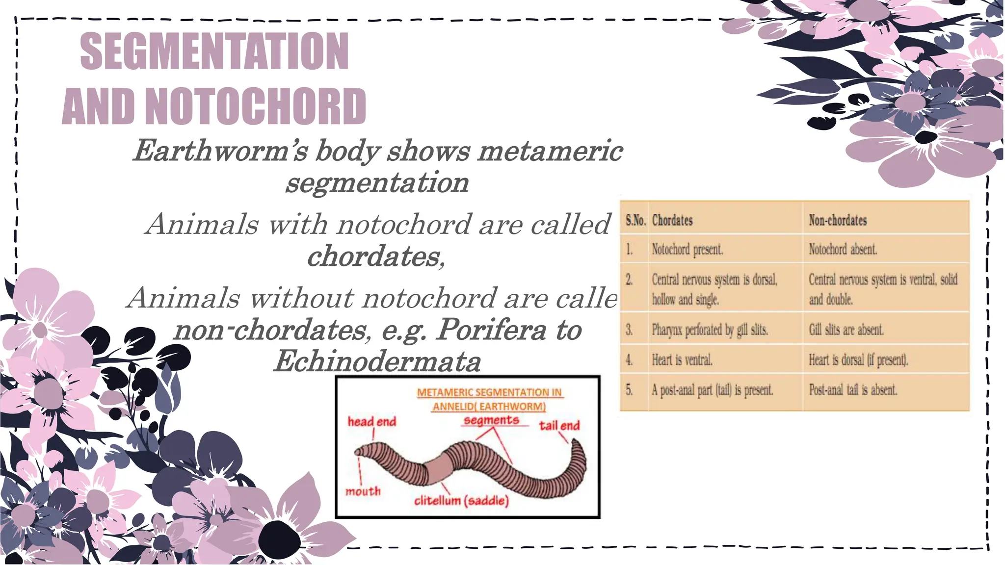 BIOLOGY ANIMAL KINGDOM CLASS. 11 NCERT.. | PPTX