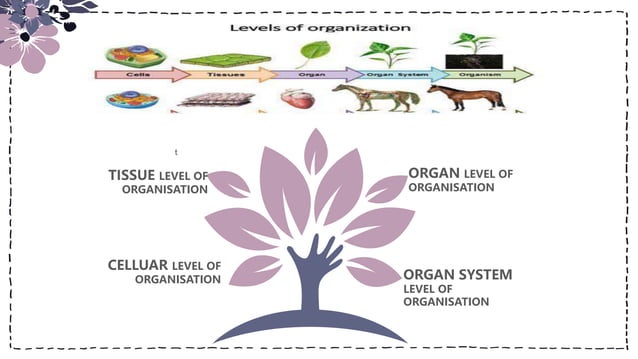 BIOLOGY ANIMAL KINGDOM CLASS. 11 NCERT.. | PPTX