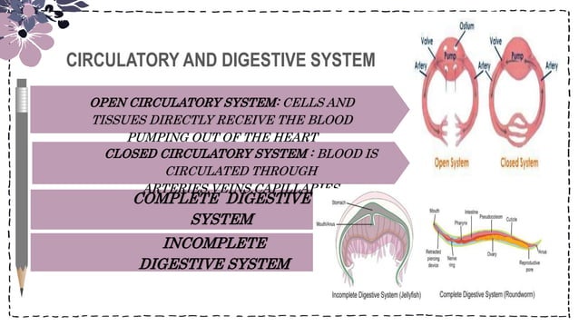 BIOLOGY ANIMAL KINGDOM CLASS. 11 NCERT.. | PPTX