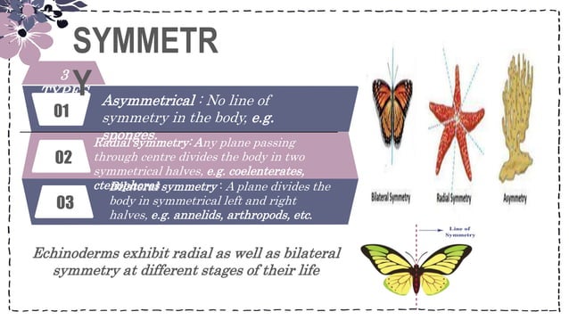 BIOLOGY ANIMAL KINGDOM CLASS. 11 NCERT.. | PPTX