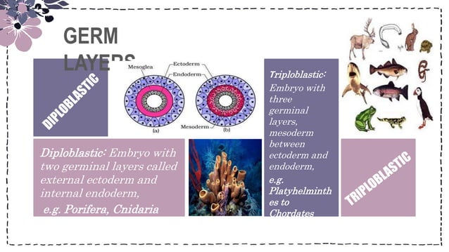 BIOLOGY ANIMAL KINGDOM CLASS. 11 NCERT.. | PPTX