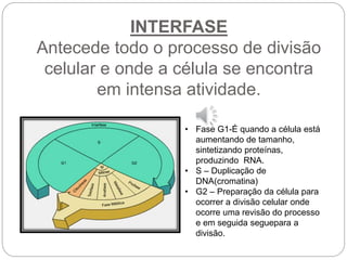Bio ação 3 ciclo celular equipe 4 apresentação | PPTX