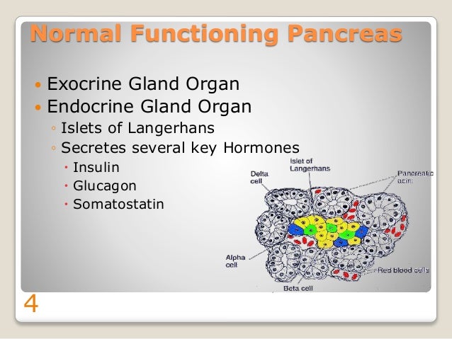 Bioartificial pancreas