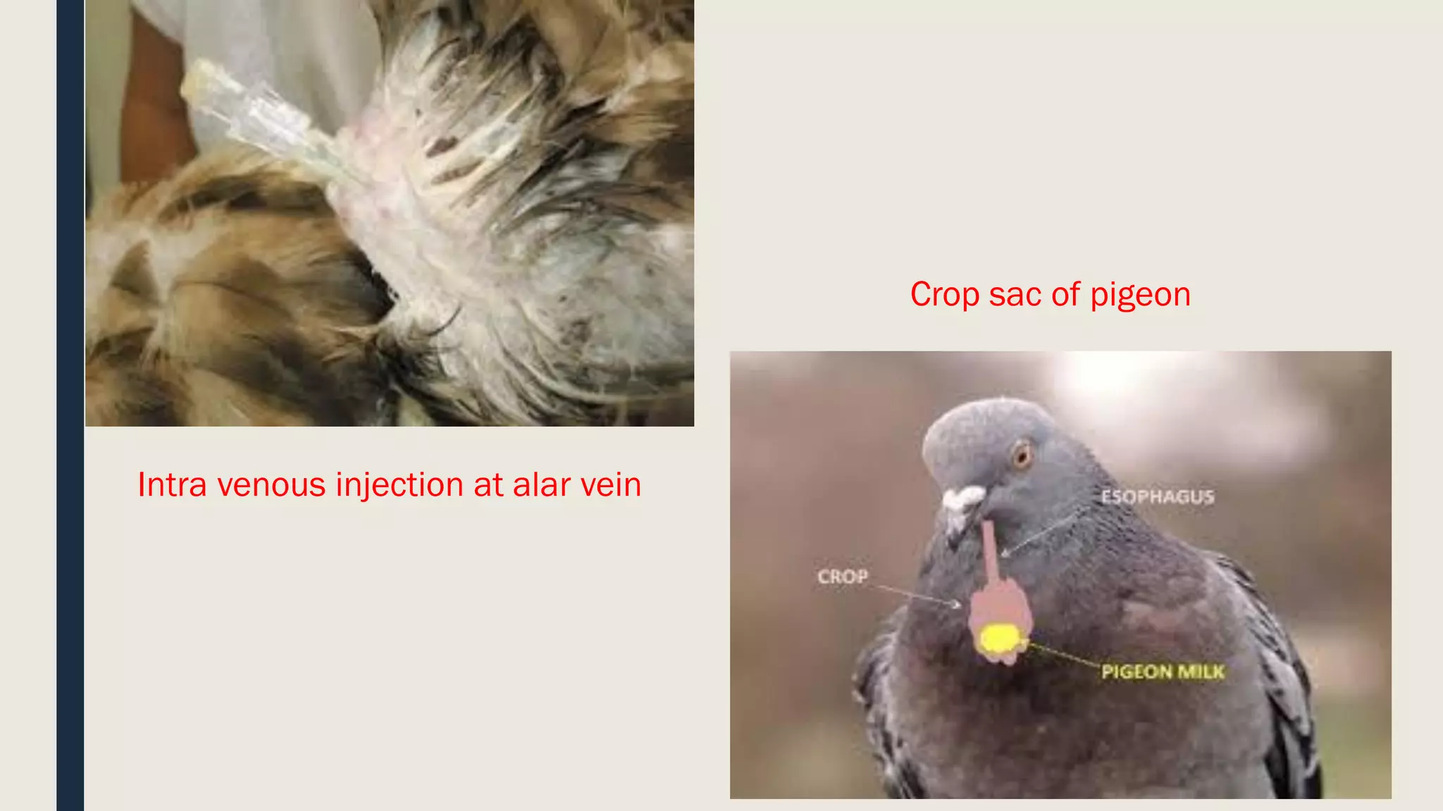 Bio-assay of Digitalis ( digitoxin) | PDF