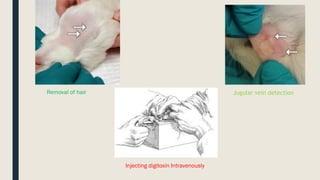 Bio-assay of Digitalis ( digitoxin) | PDF