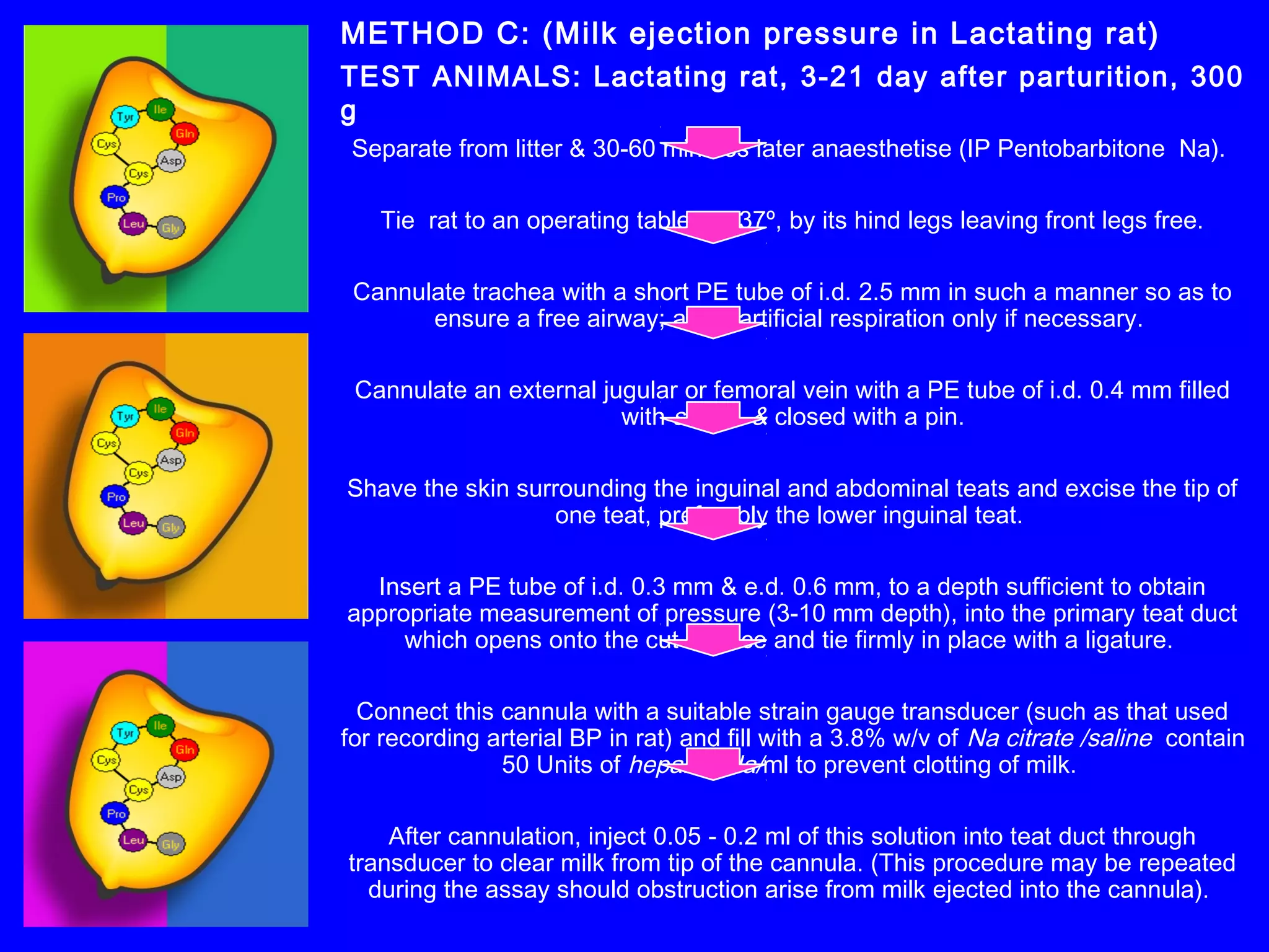 Bioassay of oxytocin for students | PPT