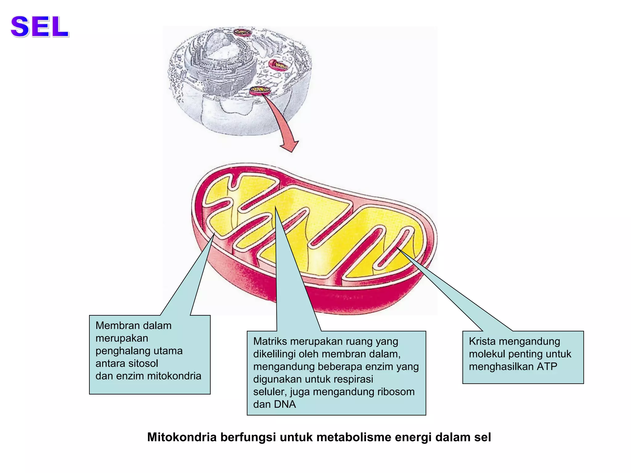 Biologi | PPT