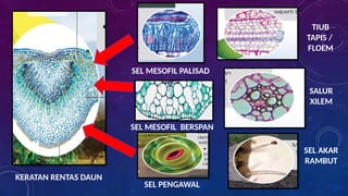 NOTA RINGKAS BIOLOGI BAB 2 TINGKATAN 4.pptx