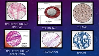 NOTA RINGKAS BIOLOGI BAB 2 TINGKATAN 4.pptx