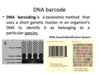 BIOBARCODE | PPT
