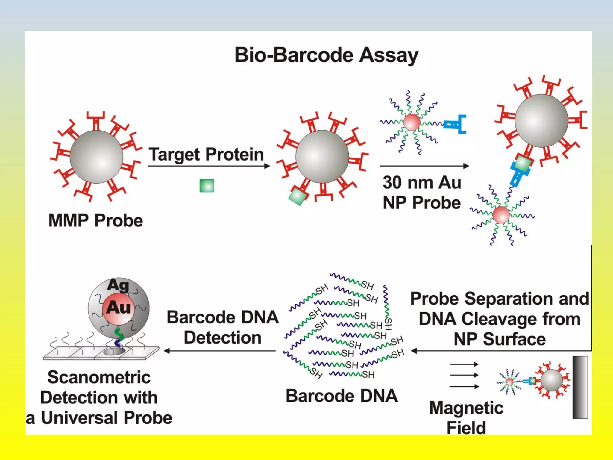 BIOBARCODE AND NANOPARTICLE DETECTION | PPT