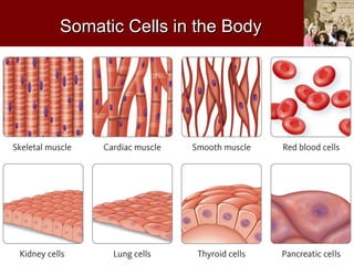 Bio basics1 long-version | PPT