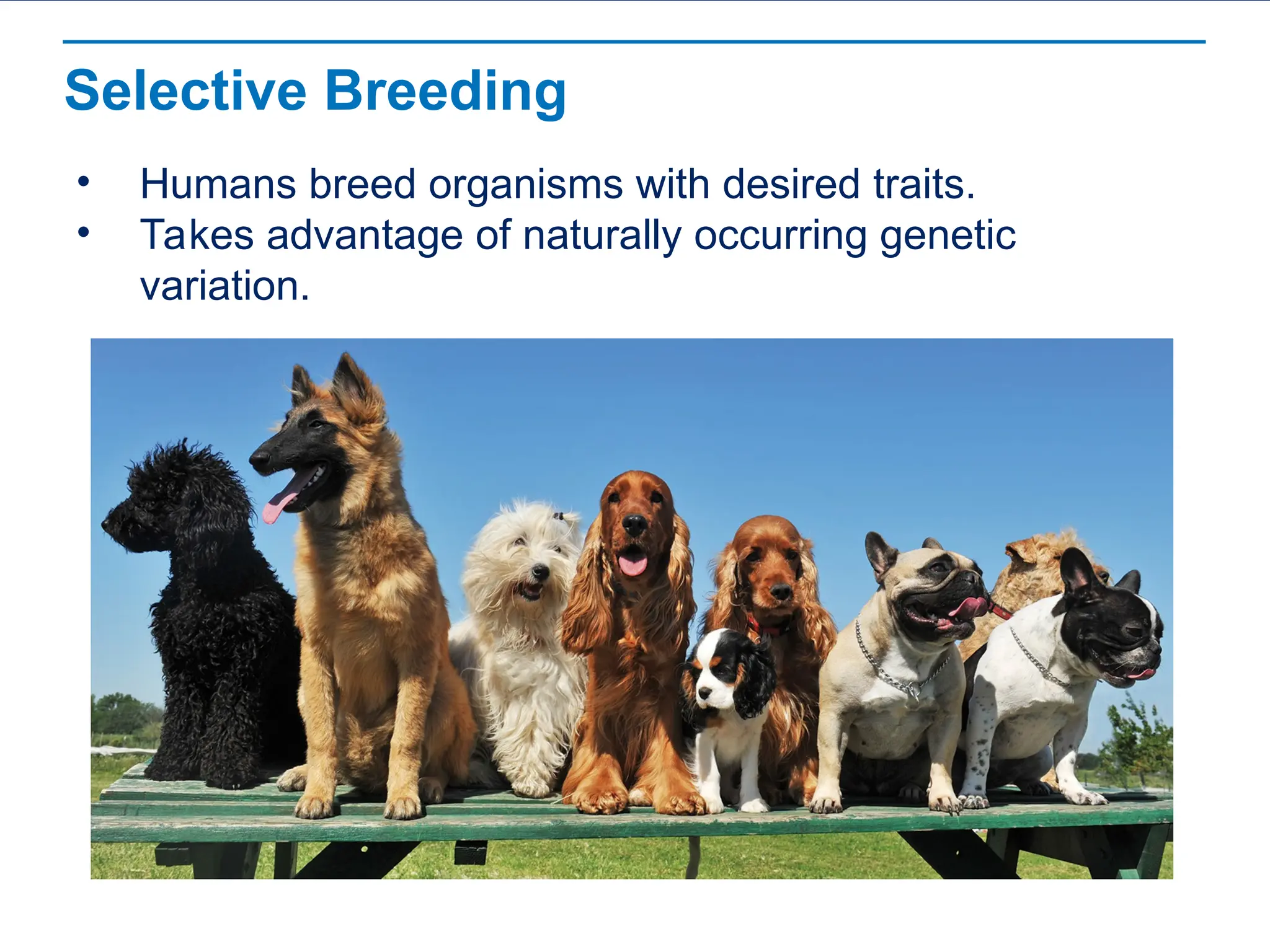 BIO_BIOT_L01_Editable_Presentation.ppt heredity | PPT