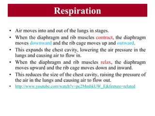 Bio bloodbasics | PPT