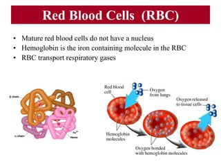 Bio bloodbasics | PPT