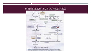 Fructosuria, galactosemia e intolerancia a lactosa | PPTX
