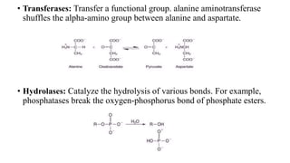Biocatalysis.pptx