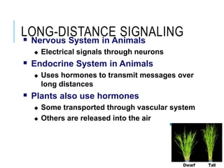 Bio_Cell_Communication for grade 12 students.ppt
