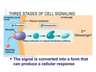 Bio_Cell_Communication for grade 12 students.ppt