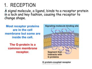 Bio_Cell_Communication for grade 12 students.ppt