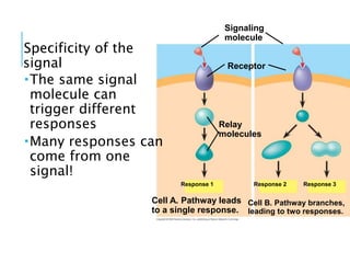 Bio_Cell_Communication for grade 12 students.ppt